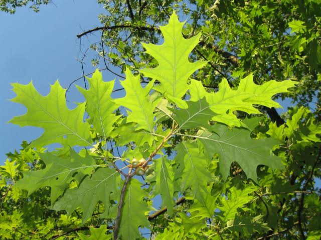 Red Oak (Quercus rubra) – Bare Root - Farm & Forest Growers Co-op