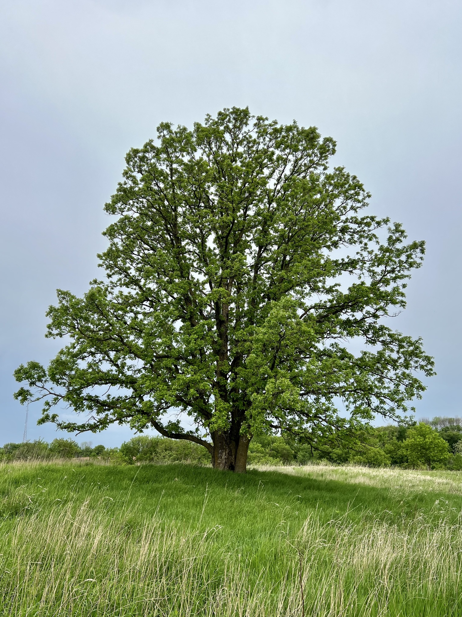 Bur Oak (Quercus macrocarpa) – Plugs - Farm & Forest Growers Co-op